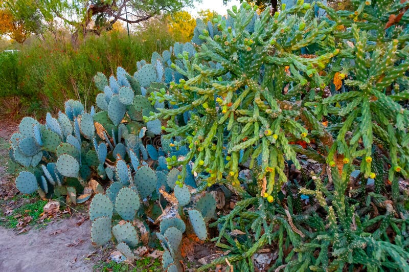 Dry Desert, Group of Desert Plants and Prickly Pear Cacti, Texas, USA ...