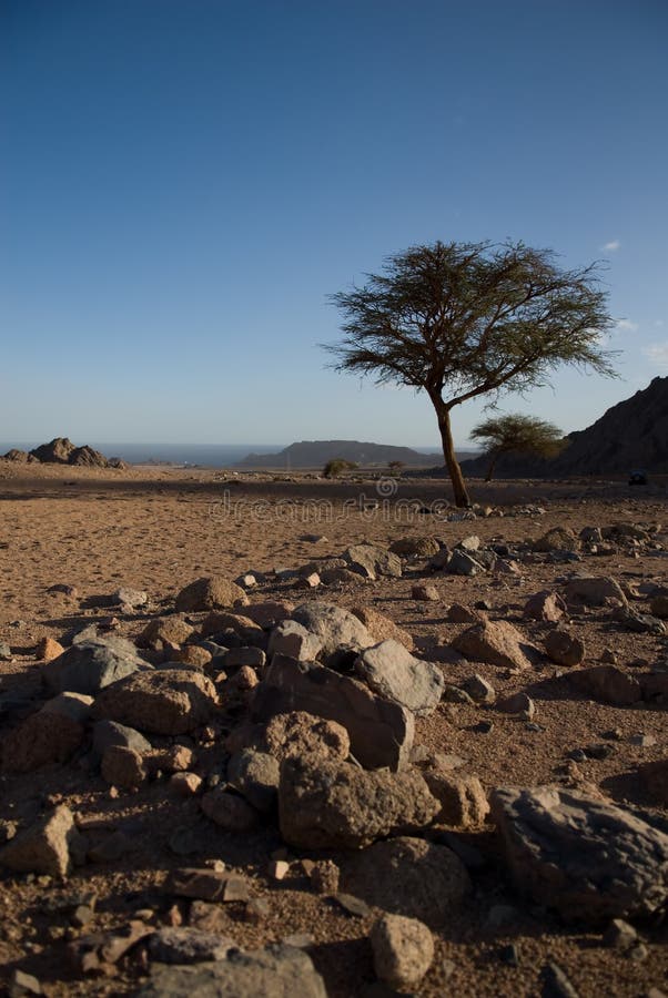 Dry Desert and tree stock image. Image of geology, landscape - 12734399