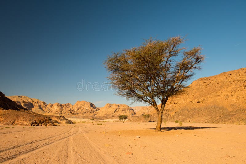 Dry Desert and Tree Sinai Egypt Stock Photo - Image of desolate, rocky ...