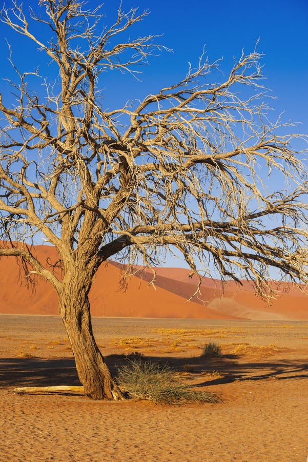 Desert tree by morning stock photo. Image of tree, plant - 178565792