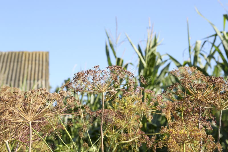 Dry Dill Flowers Outdoors on Sunny Day, Closeup Stock Image - Image of ...