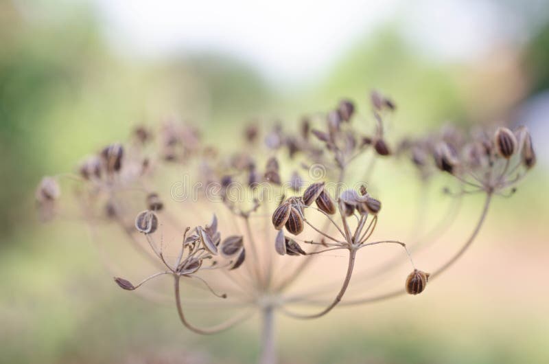 Dry dill plant seeds stock image. Image of flora, seeds - 97862835