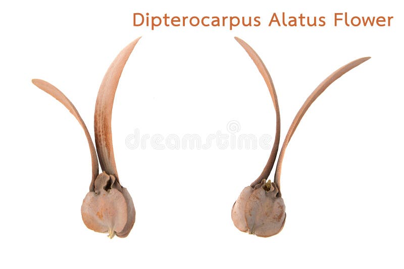 Dry Dipterocarpus Alatus Flower Stock Photo - Image of flower, flying ...