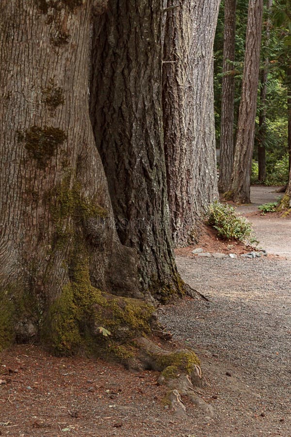 Dry Dirt Path with Large Old Trees Planted in a Row Stock Image - Image ...