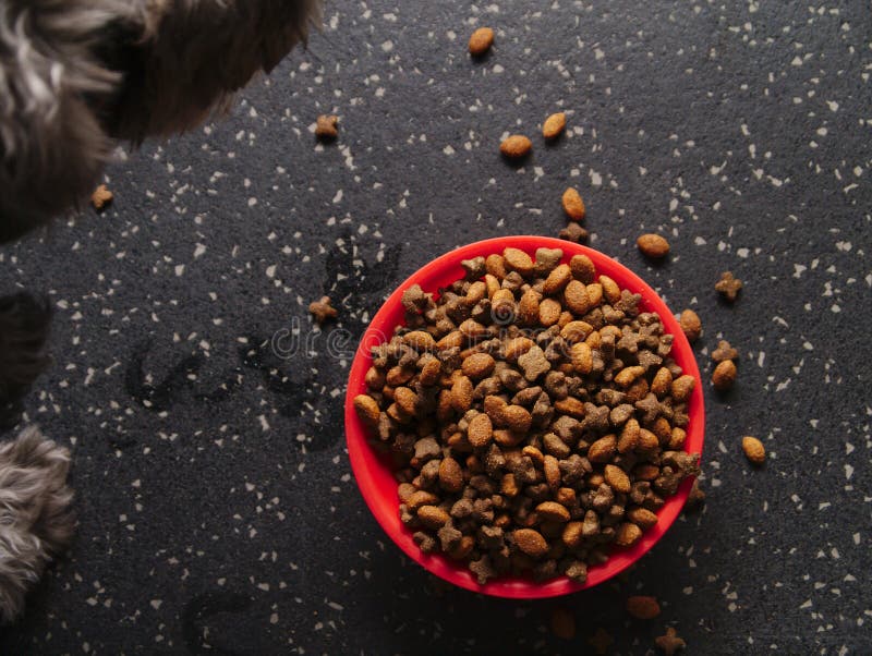 Dry Dog Food. Pet Food Concept Stock Image - Image of canine, measure ...