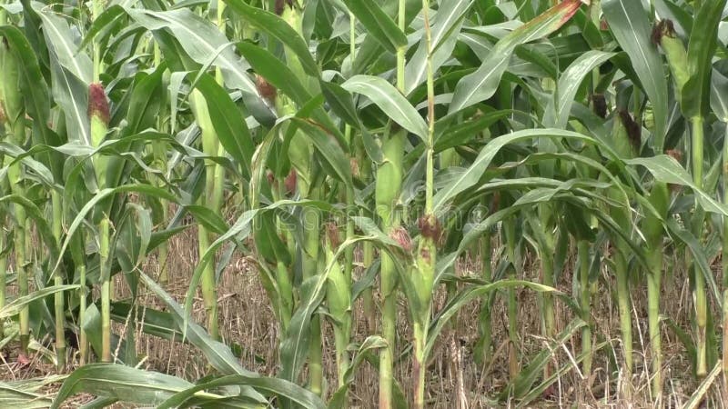Dry Drought Stricken Farm Corn Field Stock Video - Video of autumn ...