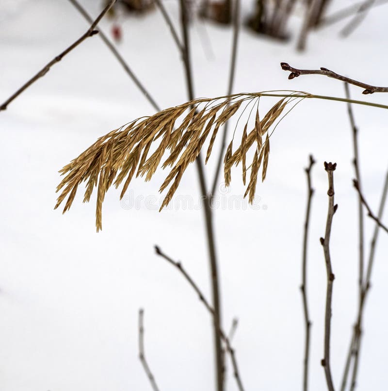 Dry Ear of a Weed Plant in Winter, Macro Stock Photo - Image of ears ...