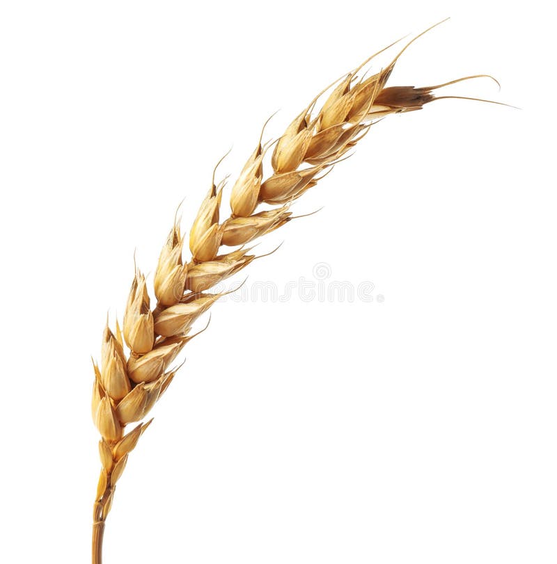 Dry Ear of Wheat Isolated on White Stock Photo - Image of isolated ...