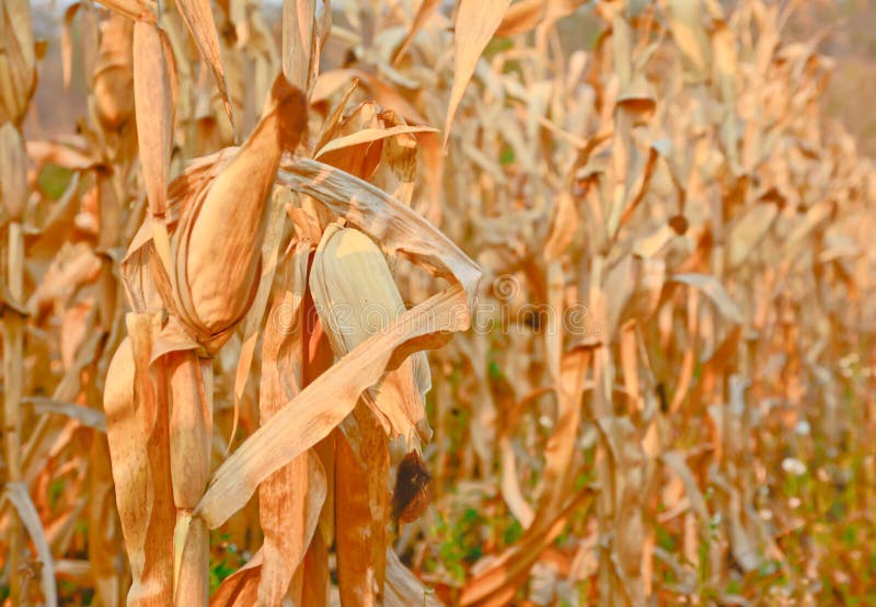 Dry ears of corn stock photo. Image of fresh, field, farming - 38911490