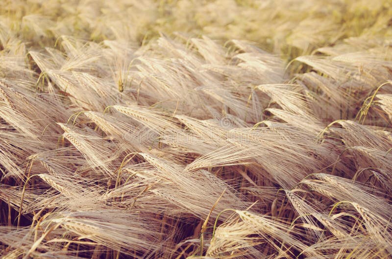 Dry ears of rye stock photo. Image of grain, light, ears - 100359098