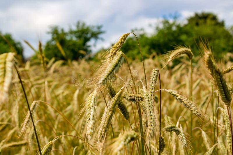 Dry Ears of Rye on the Field Stock Photo - Image of village, yellow ...