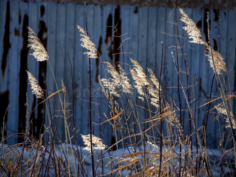 Dry Ear of a Weed Plant in Winter, Macro Stock Image - Image of ...