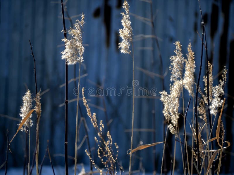 Dry Ear of a Weed Plant in Winter, Macro Stock Image - Image of nature ...