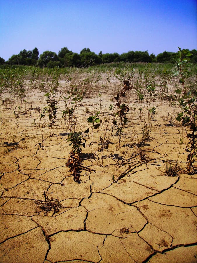 Dry Parched Earth Textures With Weeds Growing Through The Cracked ...