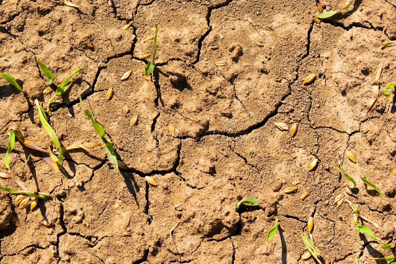 Dry earth stock image. Image of crack, earth, grass, sowing - 14385689