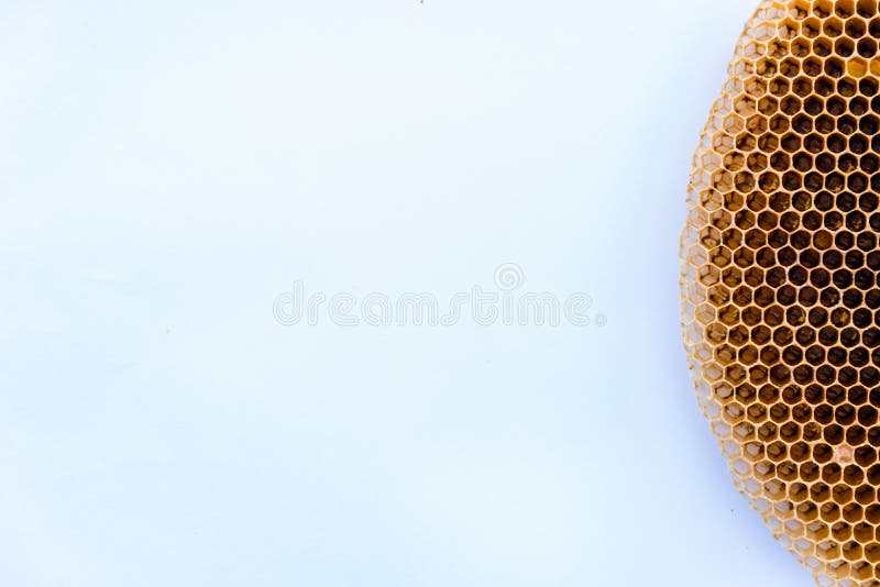 Dry and Empty Bee Nest on White Paper Copy Space for Background Stock ...