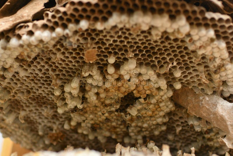 Dry Empty Hive in Nature without Bees Stock Image - Image of golden ...