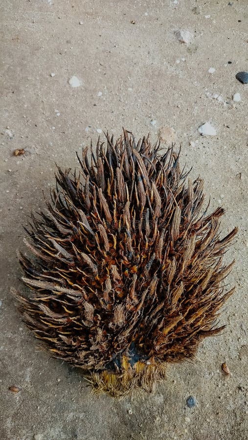 Dry Empty Oil Palm Fruit Bunches Stock Photos - Free & Royalty-Free ...