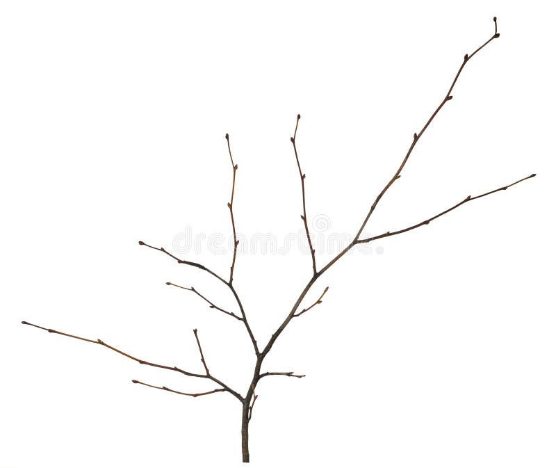 Dry empty twig isolated stock image. Image of cutout - 276864315