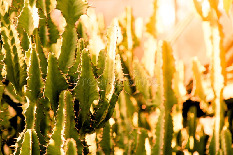 Dry Environment with Cactus on Desert Stock Photo - Image of cultivate ...