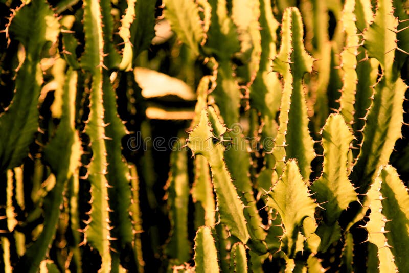 Dry Environment with Cactus on Desert Stock Photo - Image of cultivate ...