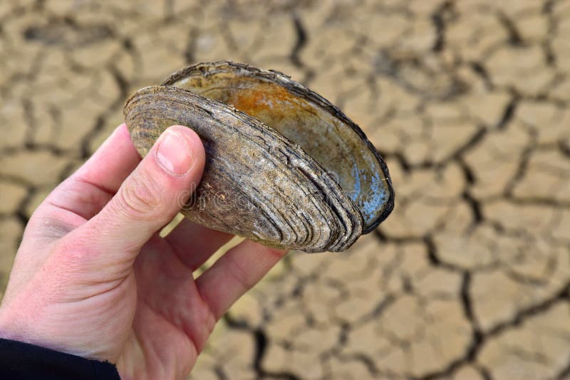 Dry environment drought stock image. Image of mussel - 218459893