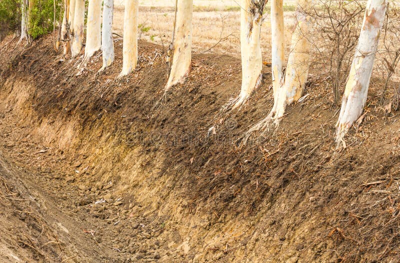 Dry eucalyptus tree roots. stock photo. Image of foliage - 68951236