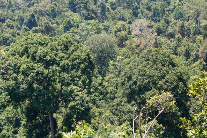 Dry Evergreen Forest stock photo. Image of high, green - 78468280