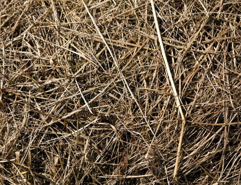 Dry faded grass texture. stock photo. Image of autumn - 77638860