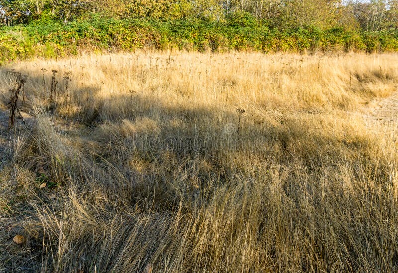 Dry Fall Grass 2 stock photo. Image of dense, plants - 260062438