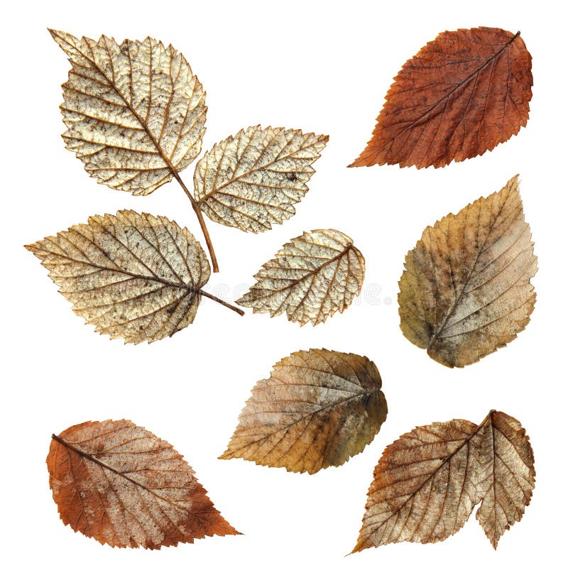 Dry Fall Leaf of Raspberry, Elements Raspberry Leaves Lay Out on Stock ...
