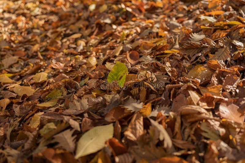 Dry Fallen Autumn Leaves on a Ground in a Forest Stock Photo - Image of ...