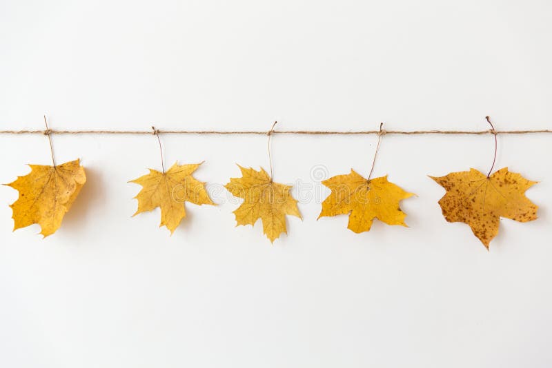 Dry Fallen Autumn Maple Leaves on String Stock Image - Image of ...