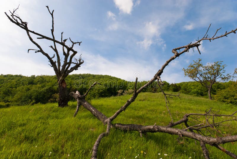 Dry fallen branch stock photo. Image of leaf, park, broken - 19027880
