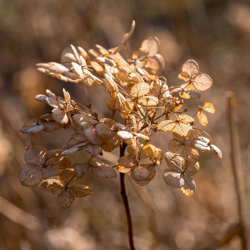 Dried Hydrangea in the Spring in the Garden Stock Photo - Image of ...