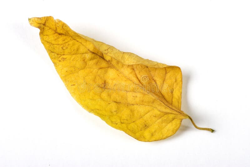 Dry Fallen Leaf Isolated on White Paper Background Stock Photo - Image ...