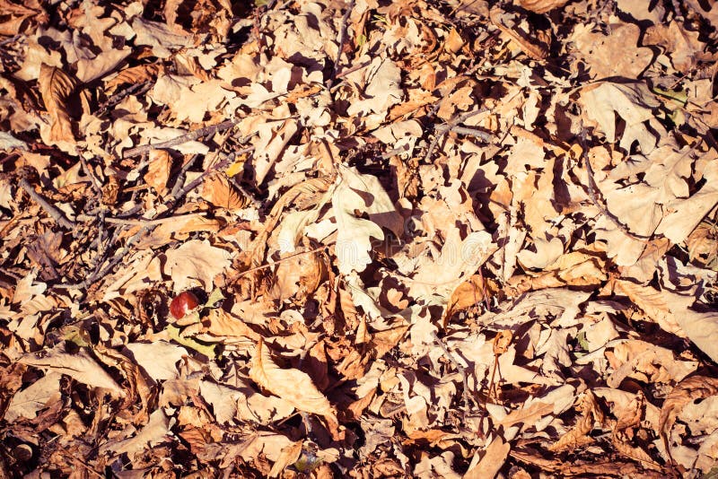 Dry fallen leaves stock photo. Image of ground, dreamy - 61451214