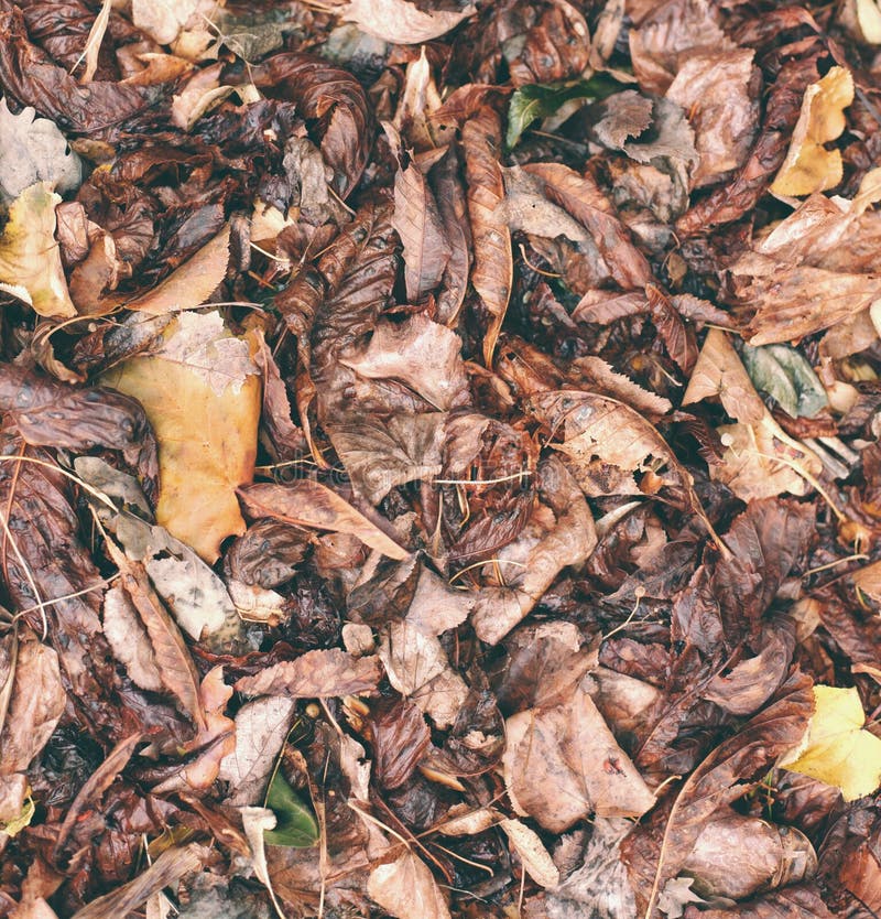 Dry, fallen leaves stock image. Image of ground, beautiful - 134897053