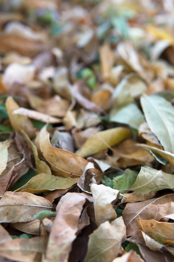 Dry Fallen Leaves Cover the Ground Background Stock Photo - Image of ...