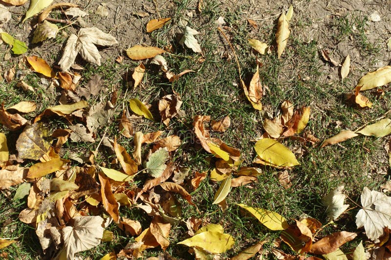 Dry Fallen Leaves on Grass in October Stock Photo - Image of grass ...