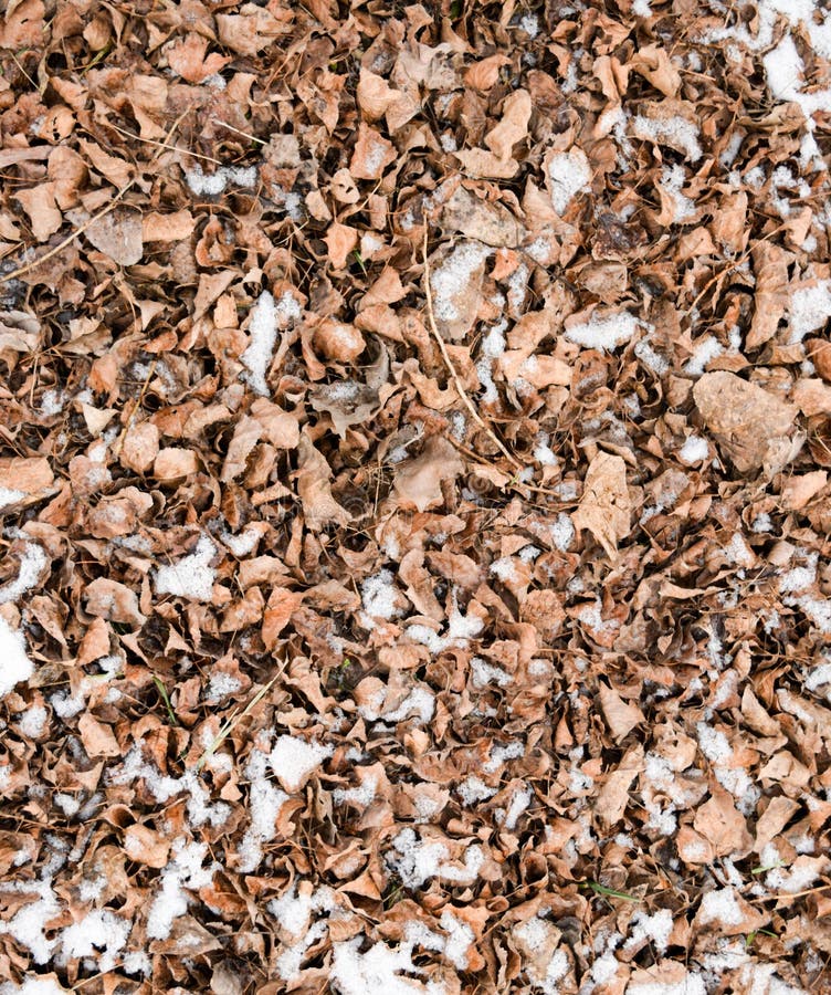 Dry Fallen on the Ground. Slightly Covered with Snow Leaves. Background ...