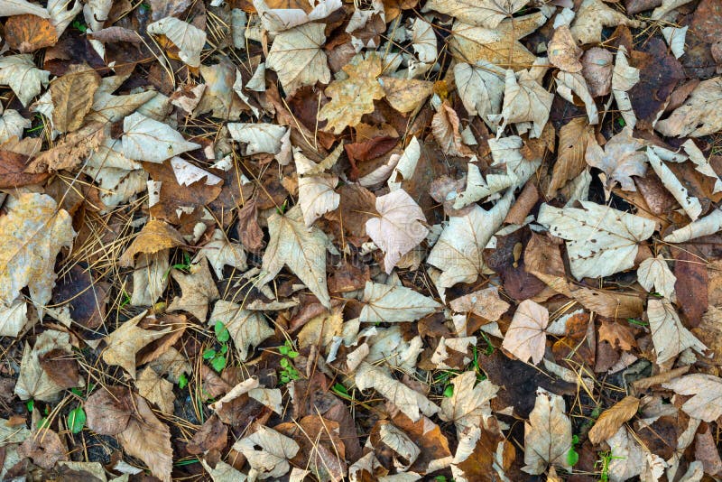 Dry Fallen Leaves Lying on the Ground Stock Photo - Image of cover ...