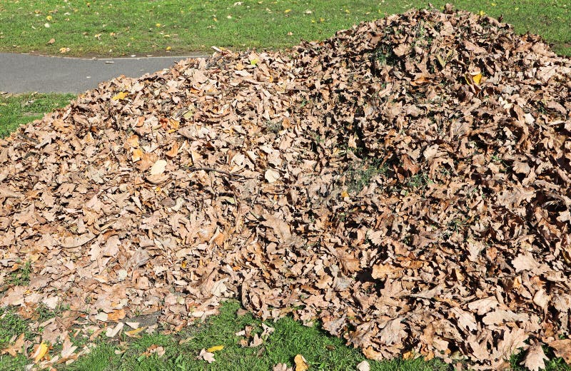 Dry Fallen Leaves of the Oak Tree in Autumn Time Stock Image - Image of ...