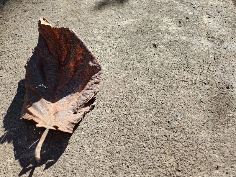 Dry Fallen Leaves in Summer Photographed during the Day Stock Photo ...