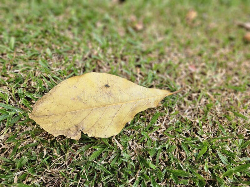 Dry fallen leaves stock photo. Image of natural, beauty - 331329472