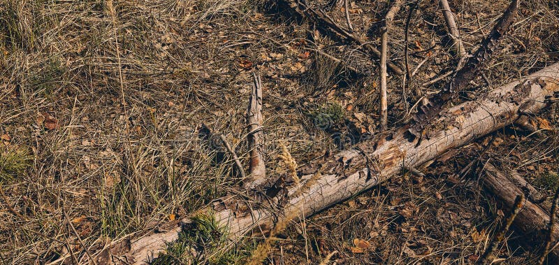 Dry Fallen Log on the Forest Floor Stock Image - Image of natural ...
