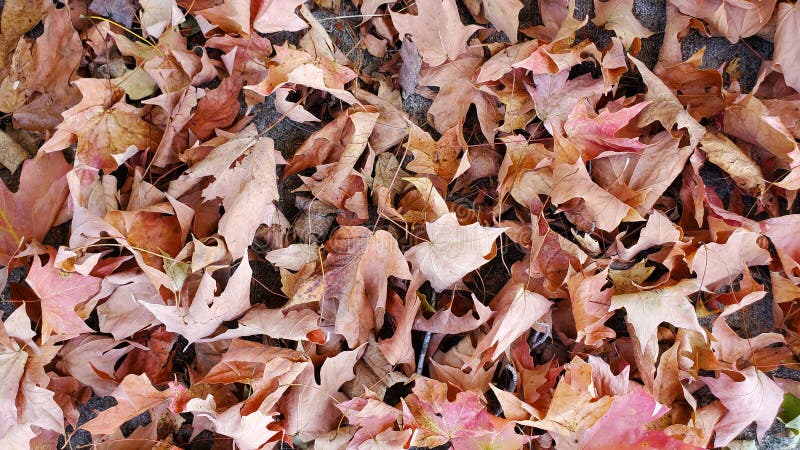 Dry Fallen Maple Leaves Background on the Ground Stock Image - Image of ...