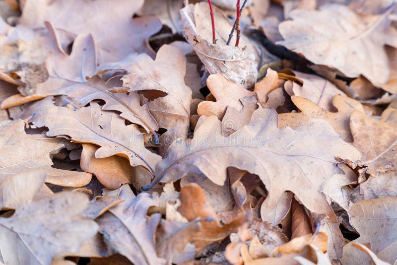 Dry Fallen Oak Leaves on the Ground Stock Photo - Image of leaf ...