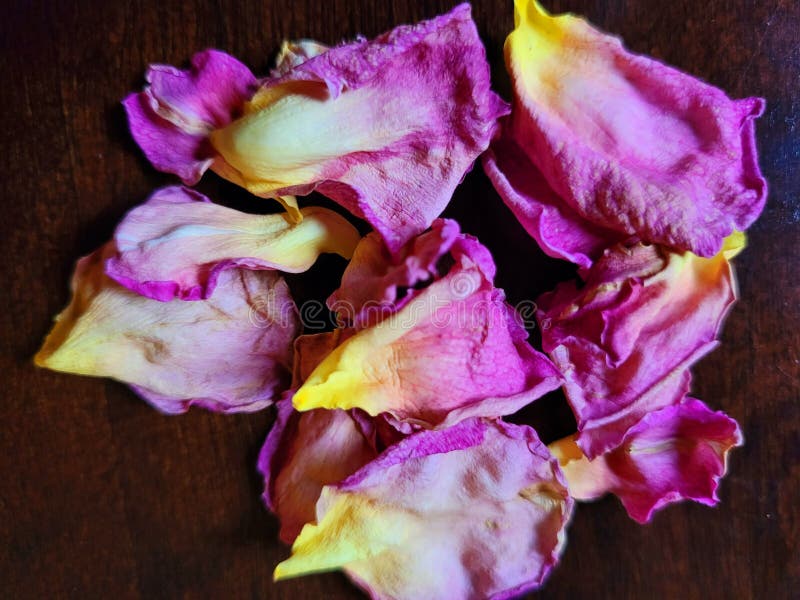 Dry fallen pink rose stock photo. Image of fallen, petal - 255306860