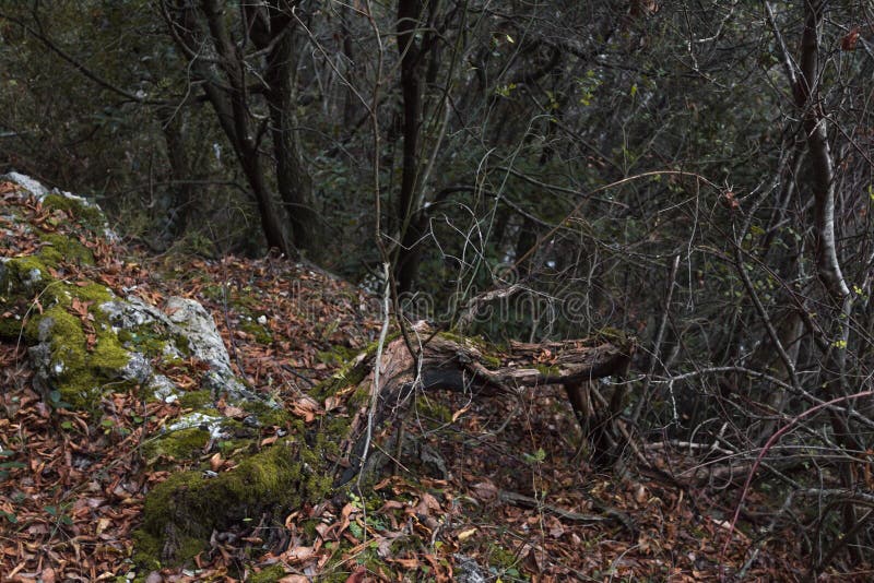 Dry Fallen Tree Branch Leaves Mountain Cliff Side Stock Photo - Image ...